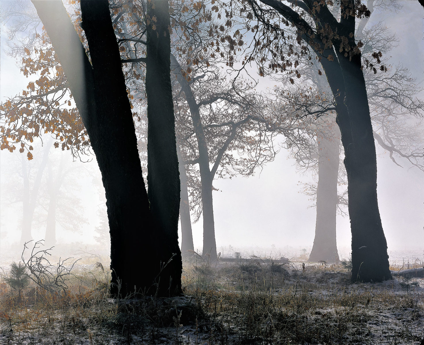 Charming Forest - Yousef Khanfar Photography